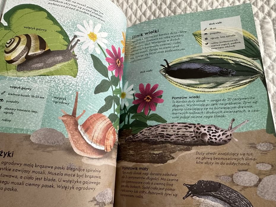 Robale. Owady i inne małe stworzenia. Zobacz i rozpoznaj – Mole Książkowe